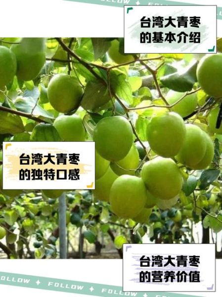 大青枣的功效与作用_大青枣热量高吗-第1张图片-山城妙识 大青枣的功效与作用_大青枣热量高吗-第1张图片-山城妙识