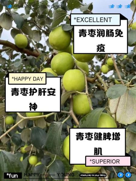 大青枣的功效与作用_大青枣热量高吗-第2张图片-山城妙识 大青枣的功效与作用_大青枣热量高吗-第2张图片-山城妙识