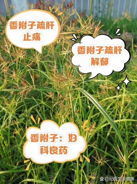 制香附的功效与作用_如何正确服用-第1张图片-山城妙识