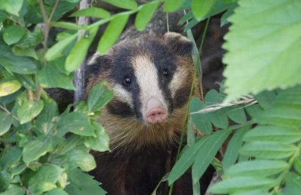 猪獾长什么样_猪獾和狗獾区别-第1张图片-山城妙识 猪獾长什么样_猪獾和狗獾区别-第1张图片-山城妙识