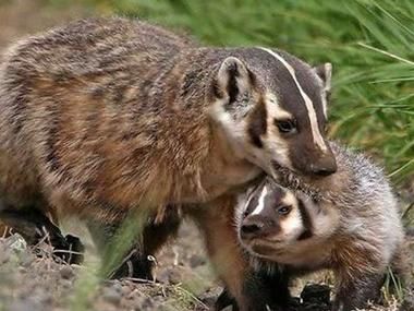 猪獾长什么样_猪獾和狗獾区别-第3张图片-山城妙识 猪獾长什么样_猪獾和狗獾区别-第3张图片-山城妙识