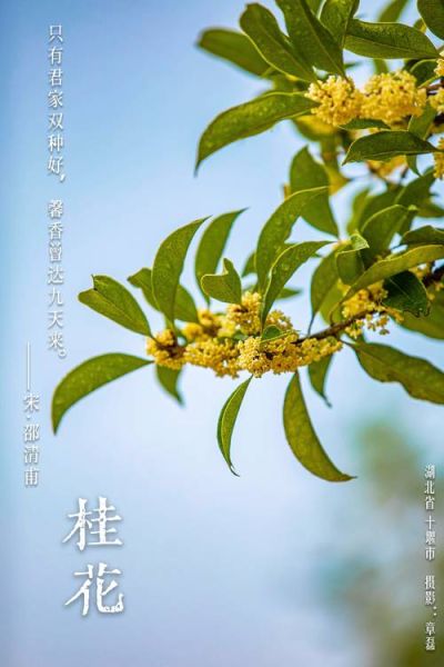 桂花图片唯美_如何拍摄桂花意境-第1张图片-山城妙识