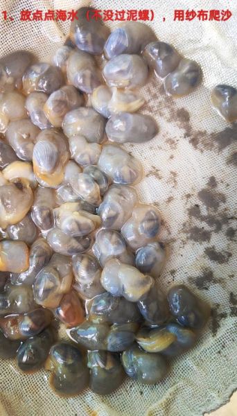 海螺怎么清洗才干净_海螺清洗的正确方法-第2张图片-山城妙识 海螺怎么清洗才干净_海螺清洗的正确方法-第2张图片-山城妙识
