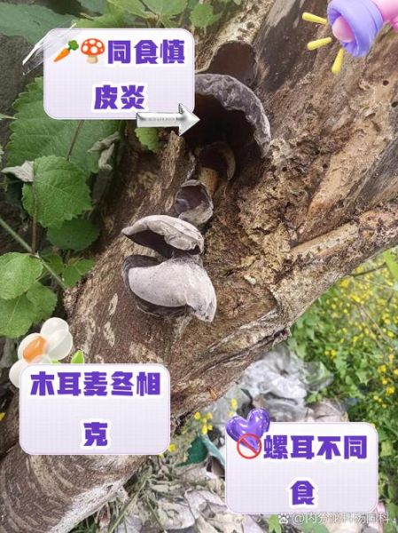 吃木耳的禁忌有哪些_木耳不能和什么一起吃-第1张图片-山城妙识 吃木耳的禁忌有哪些_木耳不能和什么一起吃-第1张图片-山城妙识