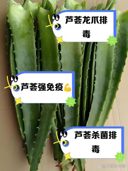 家里种的芦荟可以吃吗_如何安全食用-第1张图片-山城妙识