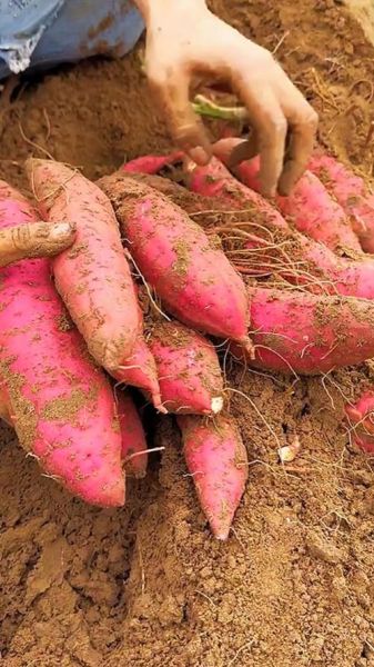 地瓜图片大全高清图片_如何挑选优质地瓜-第2张图片-山城妙识