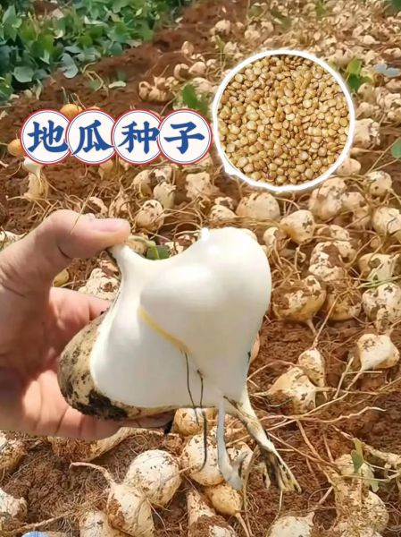 地瓜图片大全高清图片_如何挑选优质地瓜-第1张图片-山城妙识