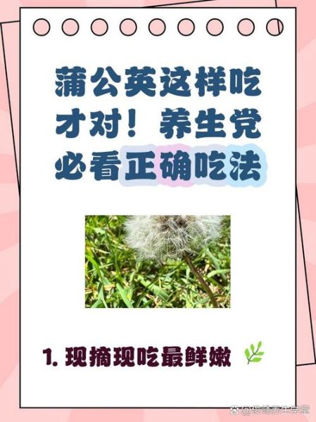 蒲公英怎么吃最安全_蒲公英的吃法禁忌有哪些-第1张图片-山城妙识 蒲公英怎么吃最安全_蒲公英的吃法禁忌有哪些-第1张图片-山城妙识