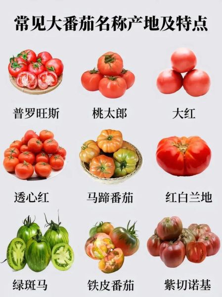 西红柿怎么挑选_西红柿生吃还是熟吃-第1张图片-山城妙识 西红柿怎么挑选_西红柿生吃还是熟吃-第1张图片-山城妙识