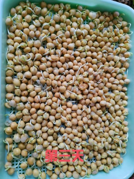 豌豆苗怎么种_豌豆苗多久能采收-第1张图片-山城妙识