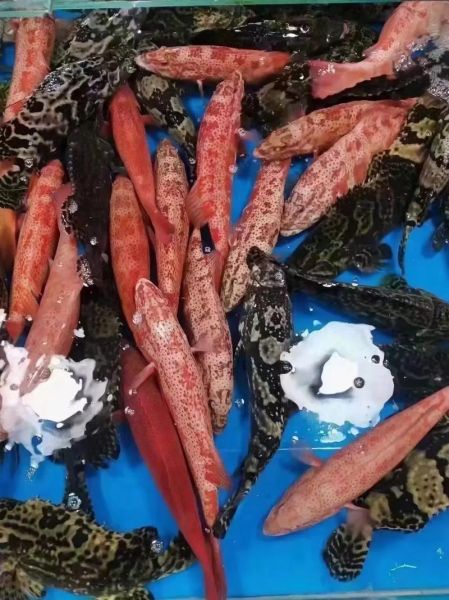 红星斑鱼图片_如何分辨真假红星斑-第3张图片-山城妙识 红星斑鱼图片_如何分辨真假红星斑-第3张图片-山城妙识