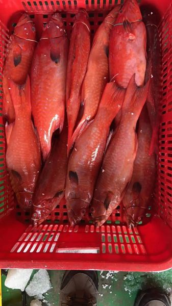 红星斑鱼图片_如何分辨真假红星斑-第1张图片-山城妙识 红星斑鱼图片_如何分辨真假红星斑-第1张图片-山城妙识