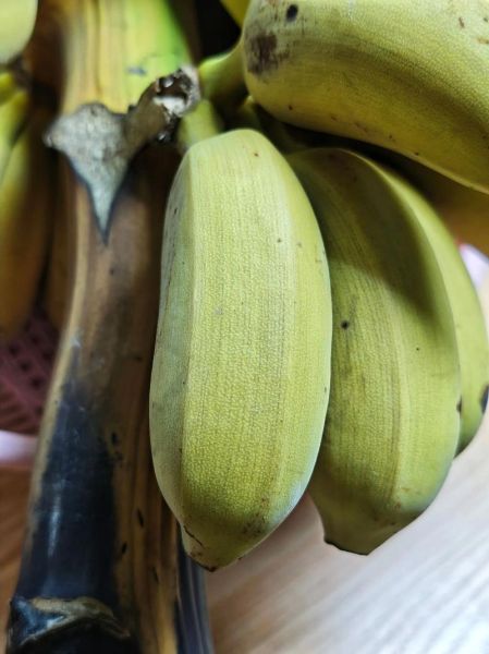 小米蕉图片_如何挑选成熟小米蕉-第3张图片-山城妙识 小米蕉图片_如何挑选成熟小米蕉-第3张图片-山城妙识