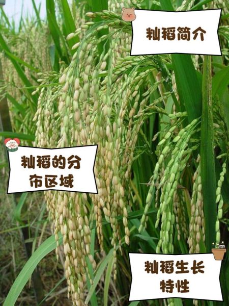 稻念怎么读_稻念是什么意思-第1张图片-山城妙识