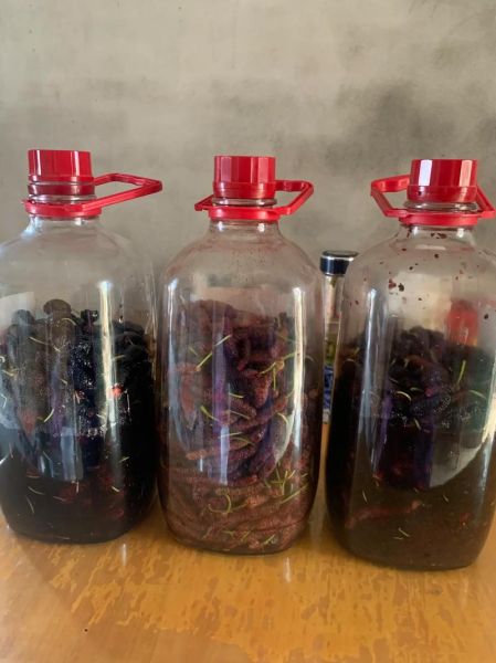 桑椹酒怎么酿_家庭自酿桑椹酒的做法-第1张图片-山城妙识