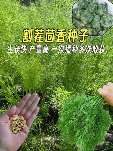 小茴香什么时候种最合适_小茴香怎么种植方法-第3张图片-山城妙识 小茴香什么时候种最合适_小茴香怎么种植方法-第3张图片-山城妙识