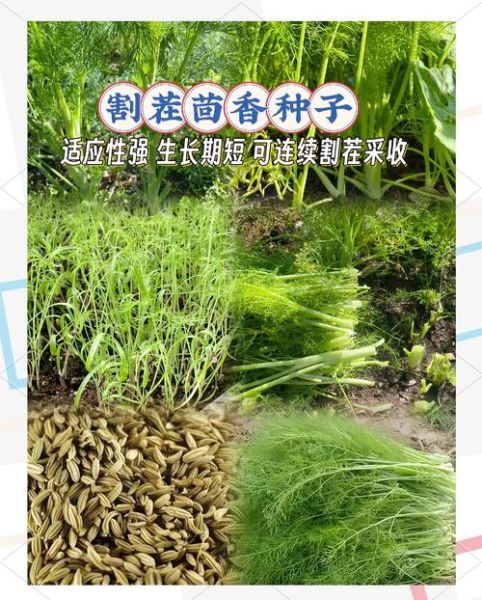 小茴香什么时候种最合适_小茴香怎么种植方法-第1张图片-山城妙识 小茴香什么时候种最合适_小茴香怎么种植方法-第1张图片-山城妙识