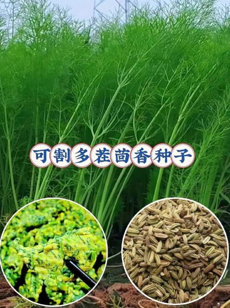 小茴香什么时候种最合适_小茴香怎么种植方法-第2张图片-山城妙识 小茴香什么时候种最合适_小茴香怎么种植方法-第2张图片-山城妙识