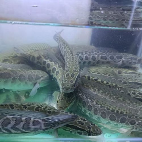 黑鱼苗怎么养_黑鱼苗养殖技术要点-第3张图片-山城妙识