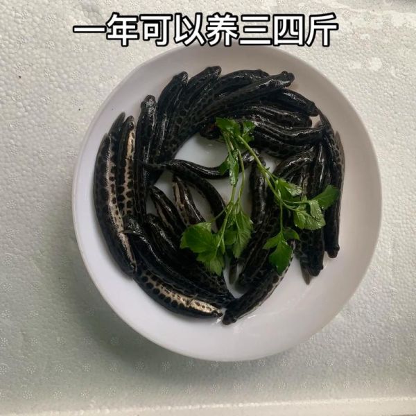 黑鱼苗怎么养_黑鱼苗养殖技术要点-第1张图片-山城妙识