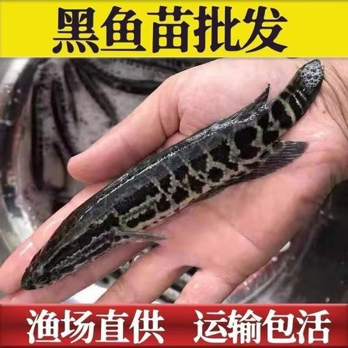 黑鱼苗怎么养_黑鱼苗养殖技术要点-第2张图片-山城妙识