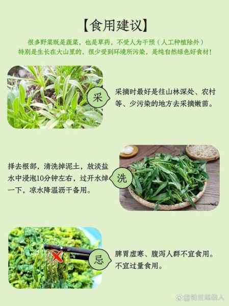 面条菜学名叫什么_面条菜和麦瓶草区别-第1张图片-山城妙识