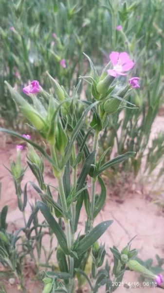 面条菜学名叫什么_面条菜和麦瓶草区别-第2张图片-山城妙识