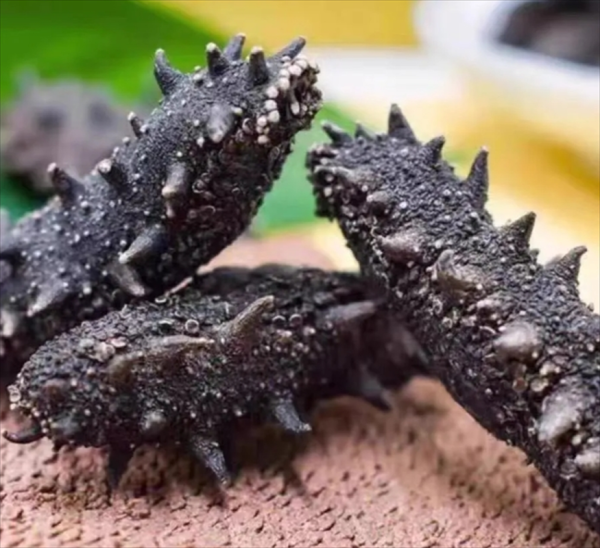 怎么发海参最佳方法_海参泡发全过程-第2张图片-山城妙识