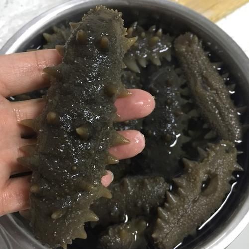怎么发海参最佳方法_海参泡发全过程-第1张图片-山城妙识