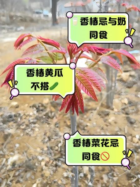 香椿芽不能和什么一起吃_香椿芽相克食物有哪些-第3张图片-山城妙识