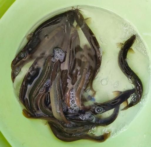 鲜活泥鳅怎么做好吃_泥鳅最鲜嫩的三种做法-第1张图片-山城妙识 鲜活泥鳅怎么做好吃_泥鳅最鲜嫩的三种做法-第1张图片-山城妙识