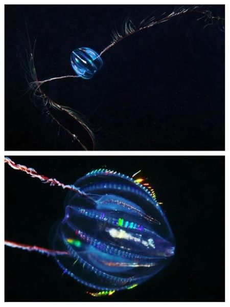 北极霞水母有毒吗_北极霞水母能活多久-第1张图片-山城妙识