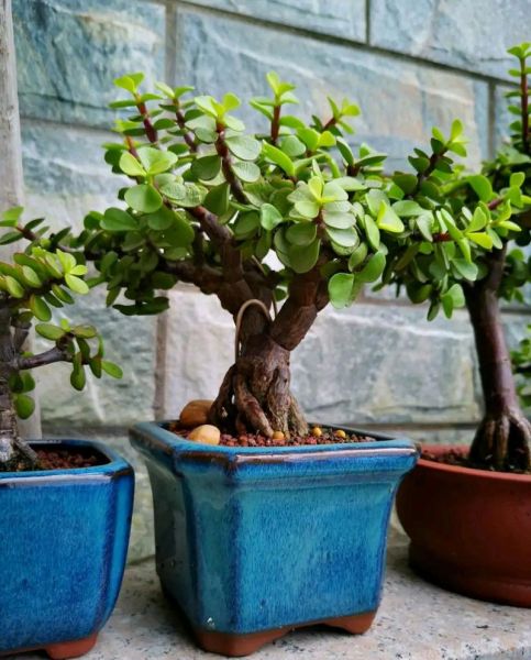 穷养的十种花有哪些_怎么养才爆盆-第1张图片-山城妙识 穷养的十种花有哪些_怎么养才爆盆-第1张图片-山城妙识