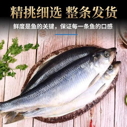 海青鱼怎么做好吃_海青鱼营养价值-第3张图片-山城妙识