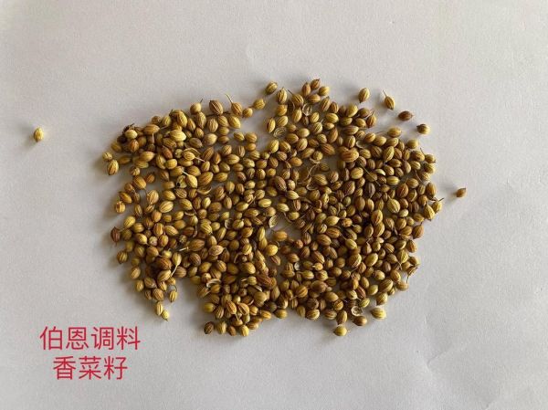 芫荽籽的功效与作用_芫荽籽怎么吃效果最好-第1张图片-山城妙识