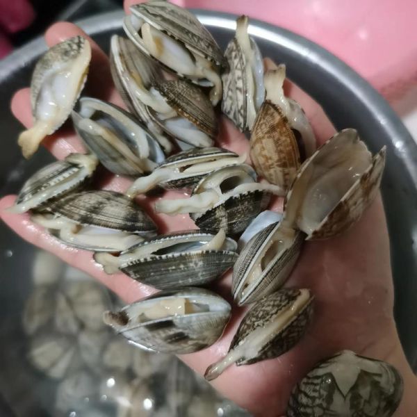 花蛤买回来全闭口了_还能吃吗-第1张图片-山城妙识 花蛤买回来全闭口了_还能吃吗-第1张图片-山城妙识