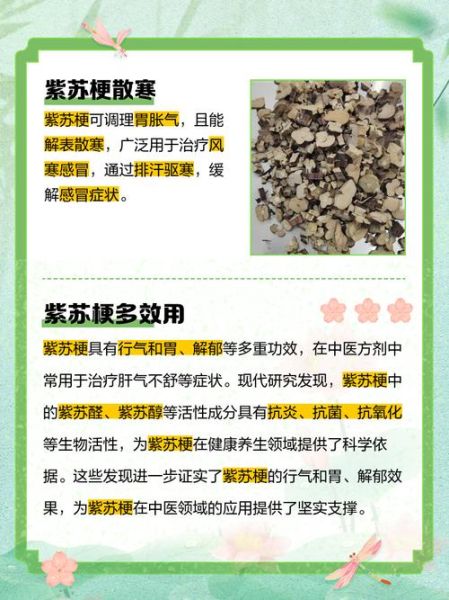 紫苏梗的功效与作用_紫苏梗能治哪些病-第3张图片-山城妙识