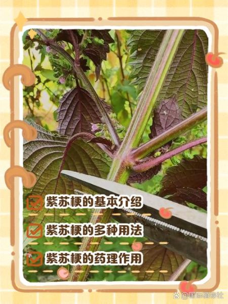 紫苏梗的功效与作用_紫苏梗能治哪些病-第1张图片-山城妙识