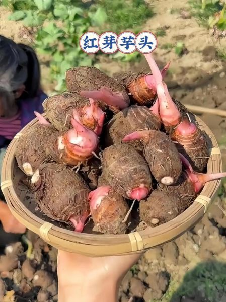 红芋怎么做好吃_红芋图片大全家常-第3张图片-山城妙识