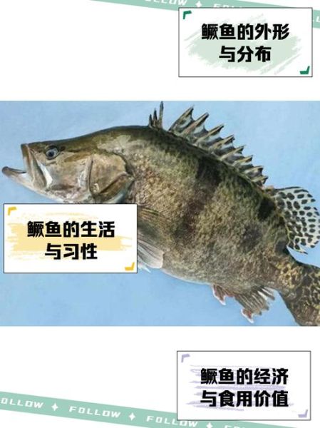 鳜鱼怎么读_鳜鱼读音是什么-第3张图片-山城妙识