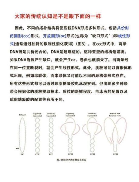 琼脂糖凝胶电泳条带模糊怎么办_如何准确判断DNA片段大小-第1张图片-山城妙识 琼脂糖凝胶电泳条带模糊怎么办_如何准确判断DNA片段大小-第1张图片-山城妙识