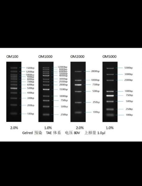 琼脂糖凝胶电泳条带模糊怎么办_如何准确判断DNA片段大小-第3张图片-山城妙识 琼脂糖凝胶电泳条带模糊怎么办_如何准确判断DNA片段大小-第3张图片-山城妙识