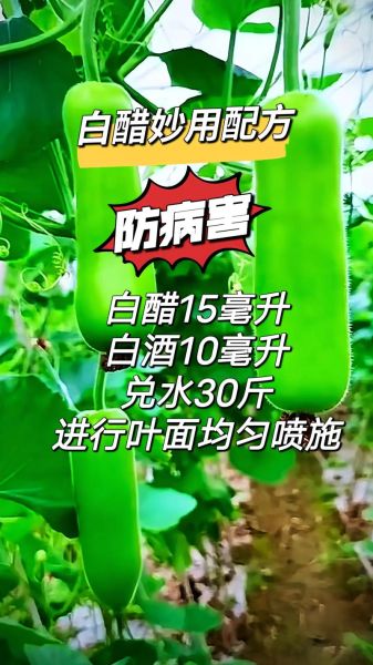 白醋可以怎么吃_白醋的食用方法有哪些-第3张图片-山城妙识 白醋可以怎么吃_白醋的食用方法有哪些-第3张图片-山城妙识