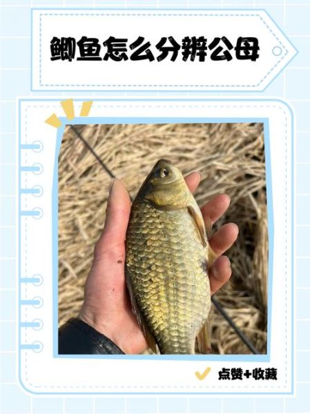 鲫鱼读音几声_鲫鱼怎么读才标准-第1张图片-山城妙识