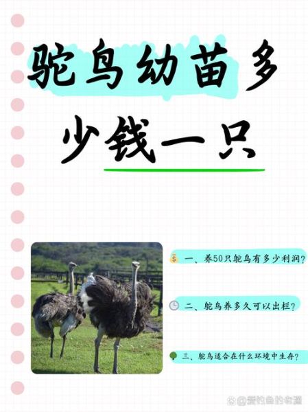 1亩地能养几个鸵鸟_鸵鸟养殖密度怎么算-第1张图片-山城妙识 1亩地能养几个鸵鸟_鸵鸟养殖密度怎么算-第1张图片-山城妙识