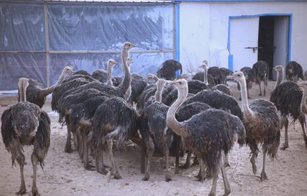 1亩地能养几个鸵鸟_鸵鸟养殖密度怎么算-第3张图片-山城妙识 1亩地能养几个鸵鸟_鸵鸟养殖密度怎么算-第3张图片-山城妙识