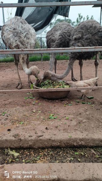 1亩地能养几个鸵鸟_鸵鸟养殖密度怎么算-第2张图片-山城妙识 1亩地能养几个鸵鸟_鸵鸟养殖密度怎么算-第2张图片-山城妙识