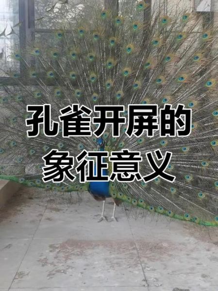 孔雀开屏是什么行为_孔雀开屏的生物学意义-第2张图片-山城妙识