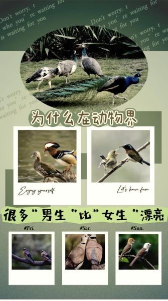 孔雀开屏是什么行为_孔雀开屏的生物学意义-第1张图片-山城妙识