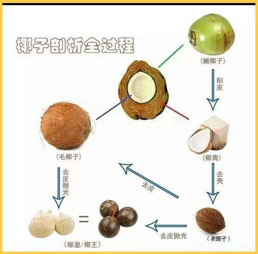 椰皇和椰青的区别_哪个更甜-第1张图片-山城妙识 椰皇和椰青的区别_哪个更甜-第1张图片-山城妙识